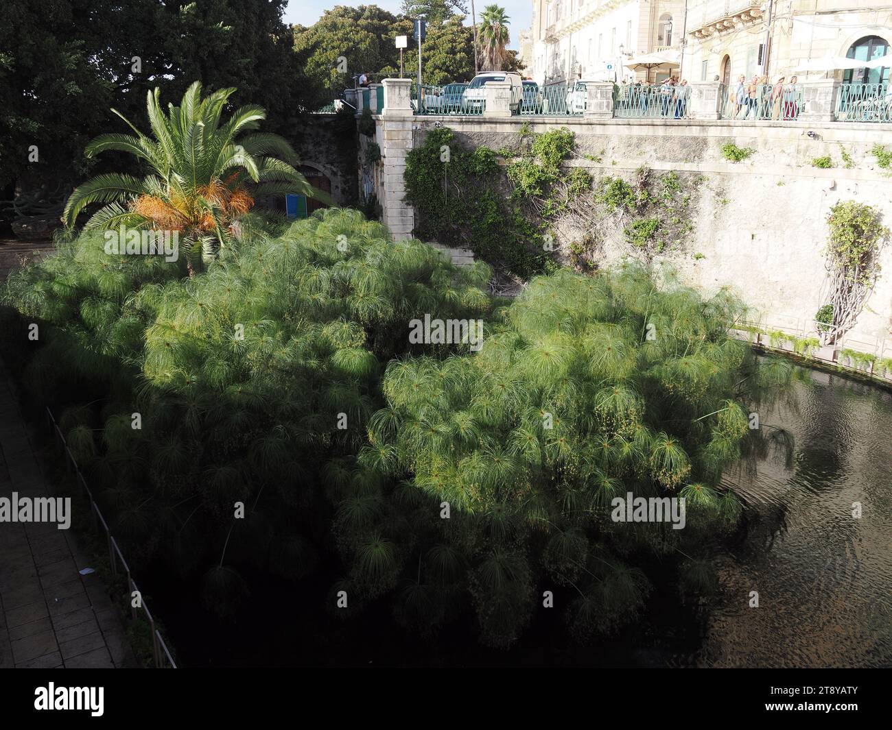 Fonte Aretusa, Fountain of Arethusa, natural spring, papyrus, Cyperus ...