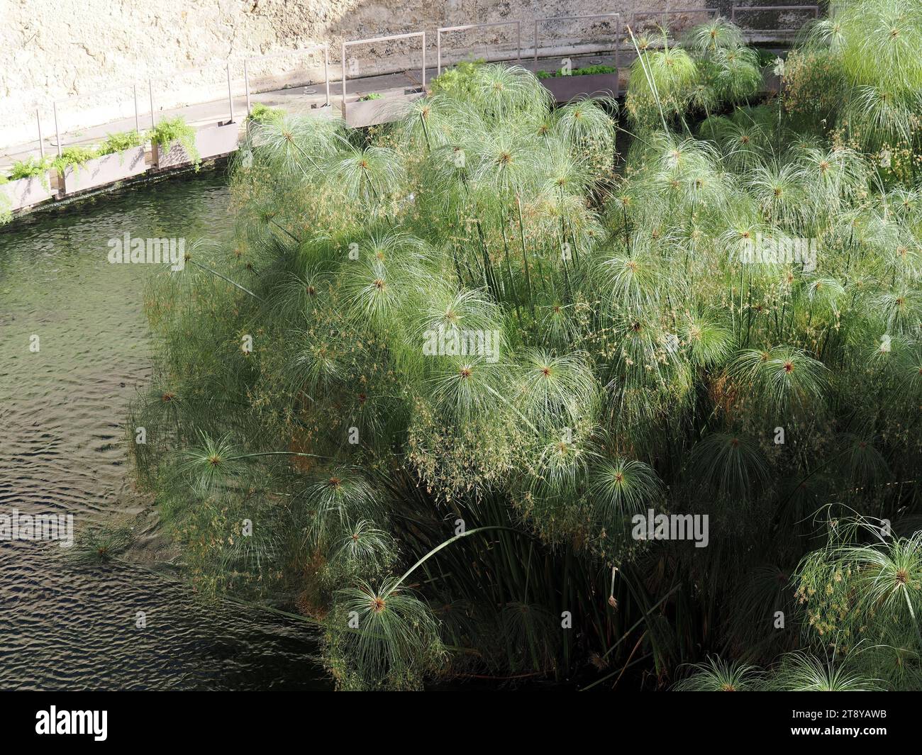 Fonte Aretusa, Fountain of Arethusa, natural spring, papyrus, Cyperus ...