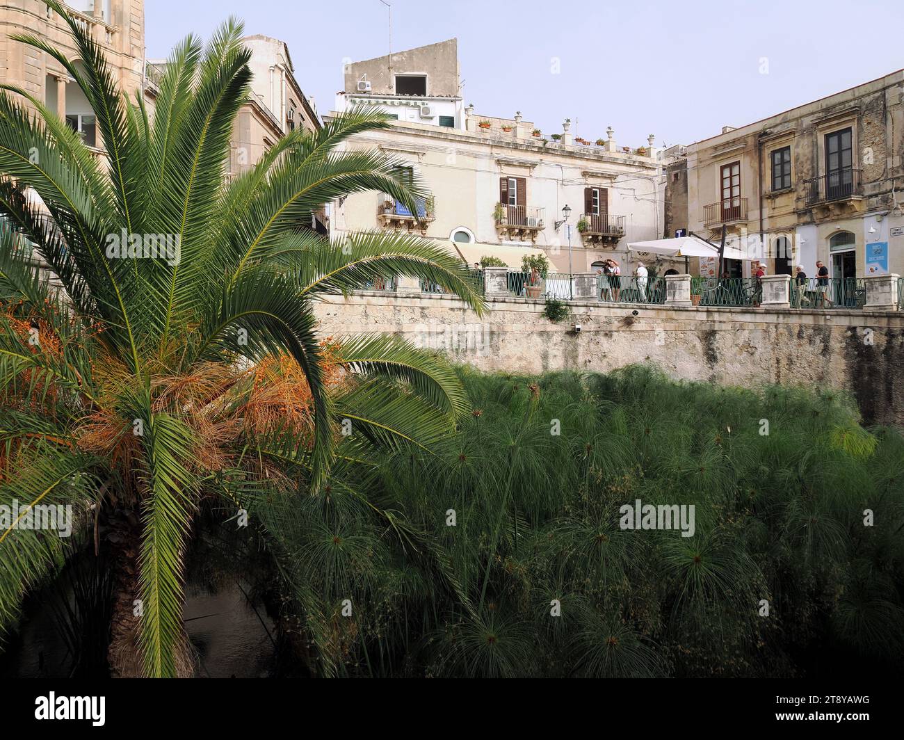 Fonte Aretusa, Fountain of Arethusa, natural spring, papyrus, Cyperus ...