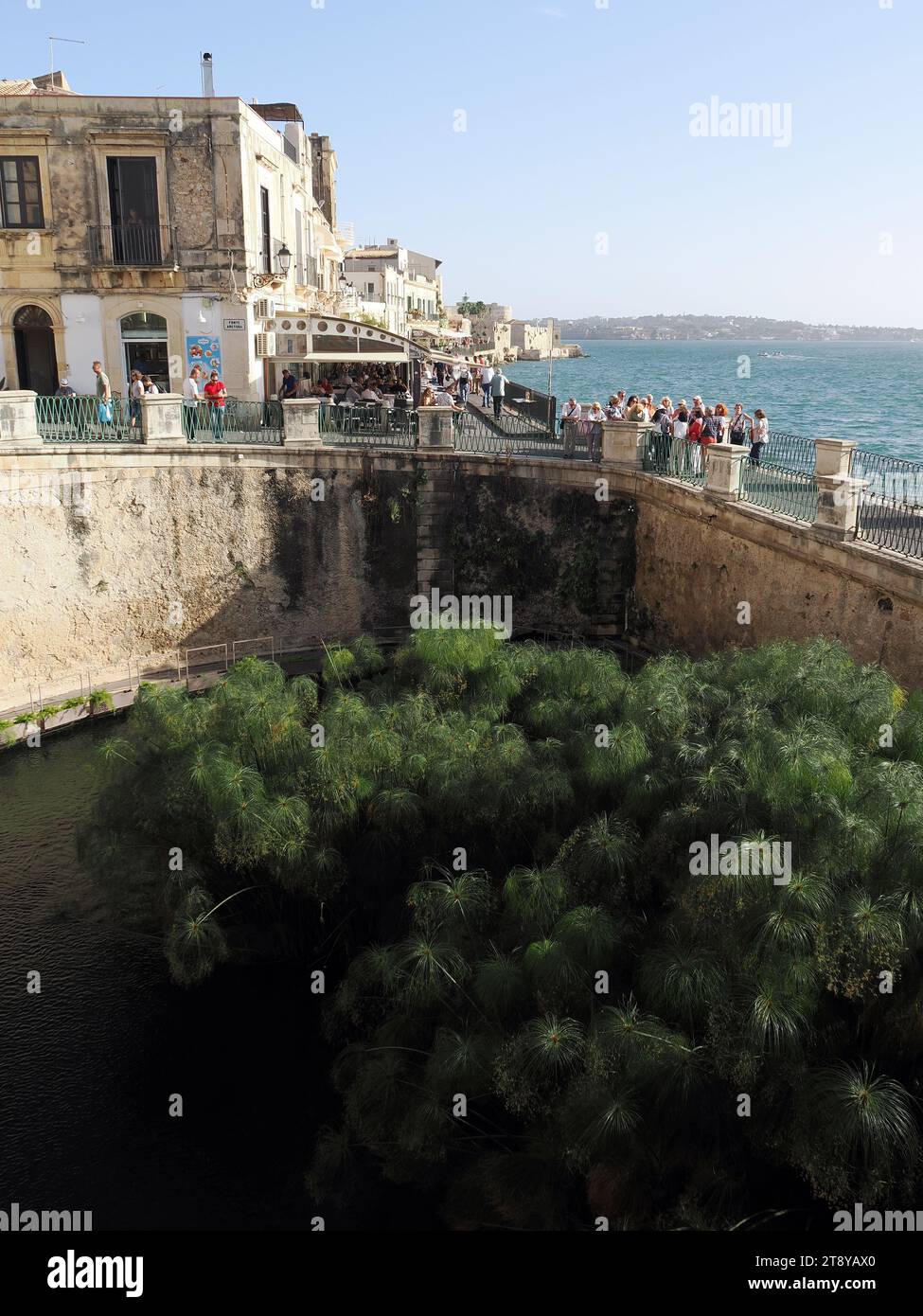Fonte Aretusa, Fountain of Arethusa, natural spring, papyrus, Cyperus ...