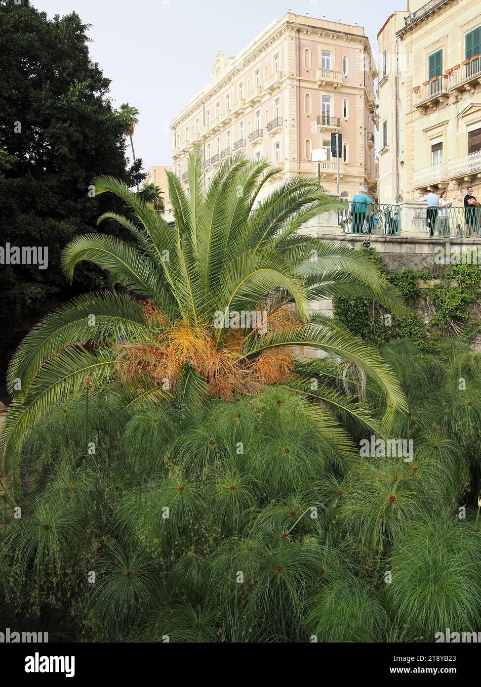 Fonte Aretusa, Fountain of Arethusa, natural spring, papyrus, Cyperus ...