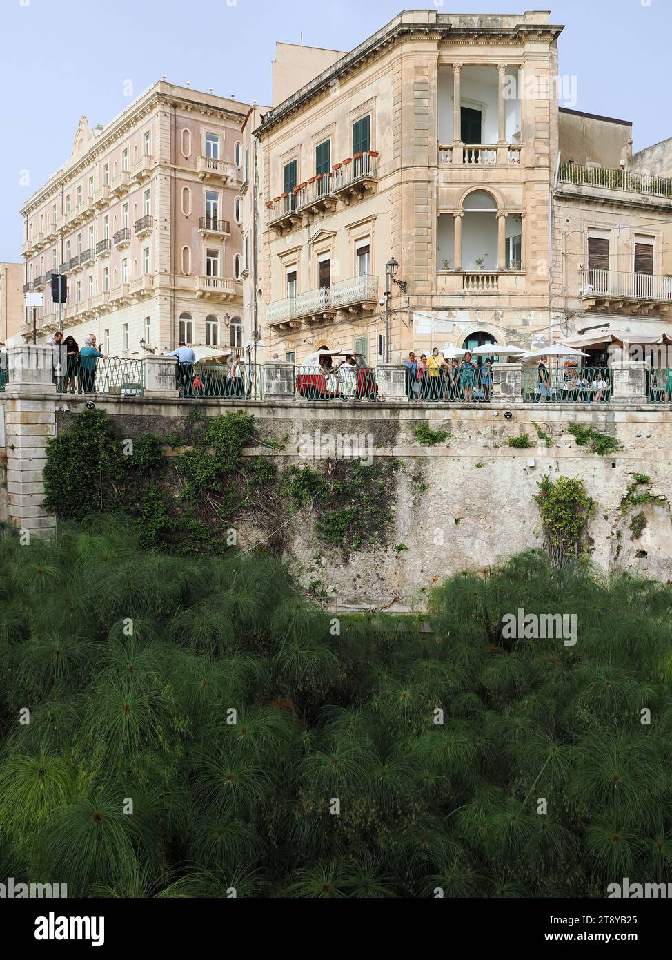 Fonte Aretusa, Fountain of Arethusa, natural spring, papyrus, Cyperus ...