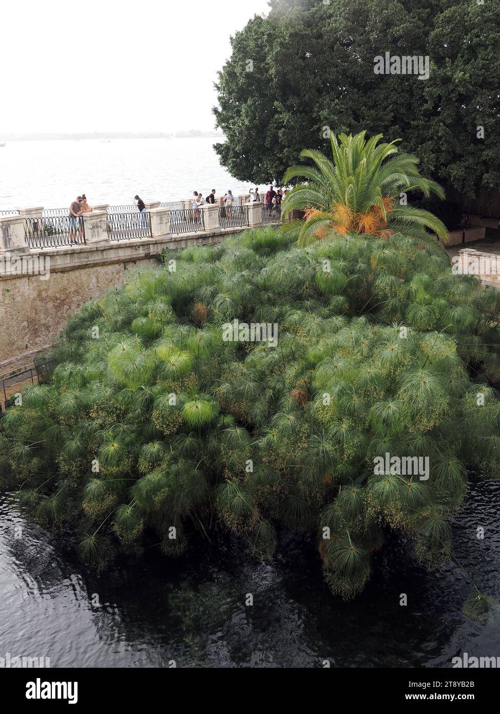 Fonte Aretusa, Fountain of Arethusa, natural spring, papyrus, Cyperus ...
