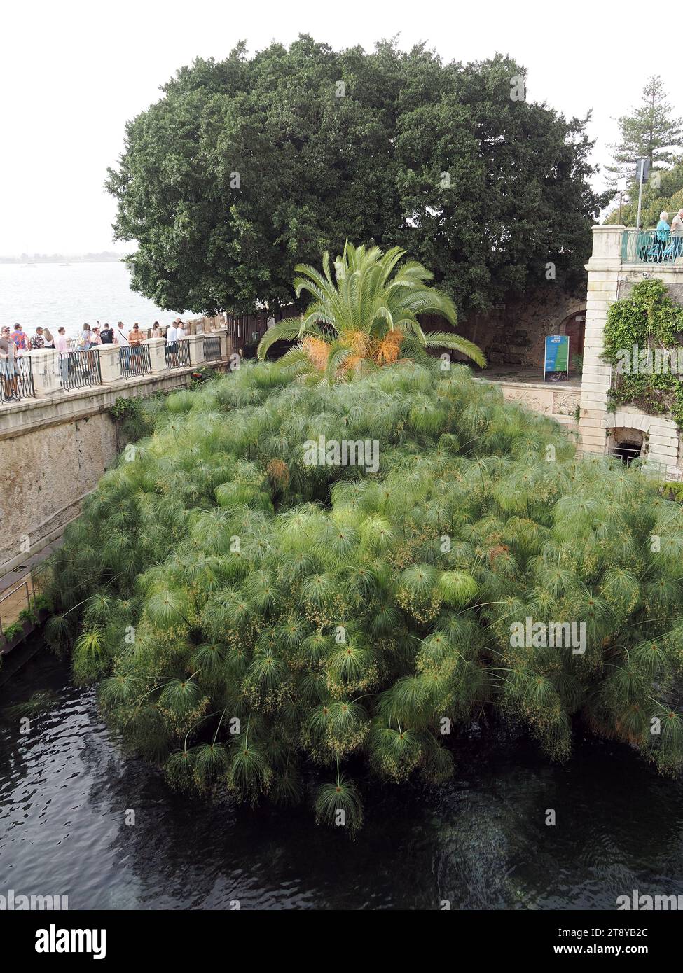 Fonte Aretusa, Fountain of Arethusa, natural spring, papyrus, Cyperus ...