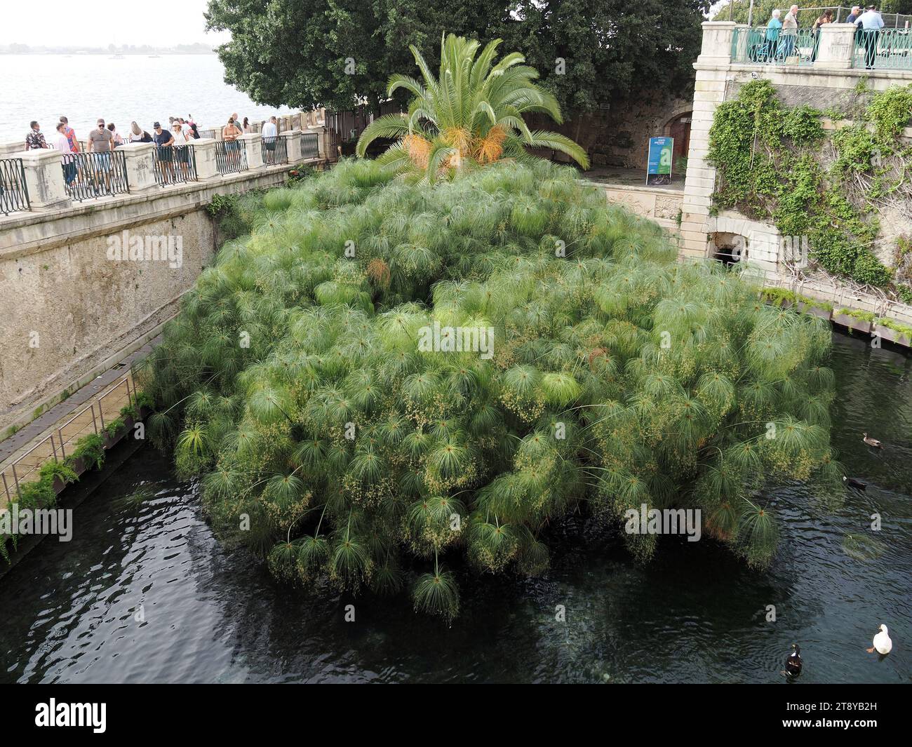 Fonte Aretusa, Fountain of Arethusa, natural spring, papyrus, Cyperus ...