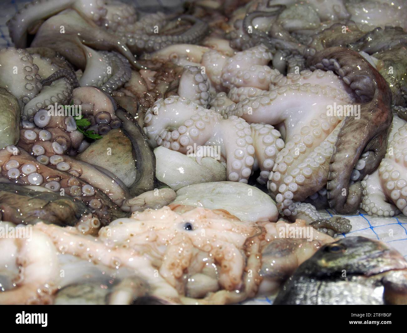 octopus, Mercatino, Street market, Ortigia, Ortygia, Siracusa, Syracuse ...