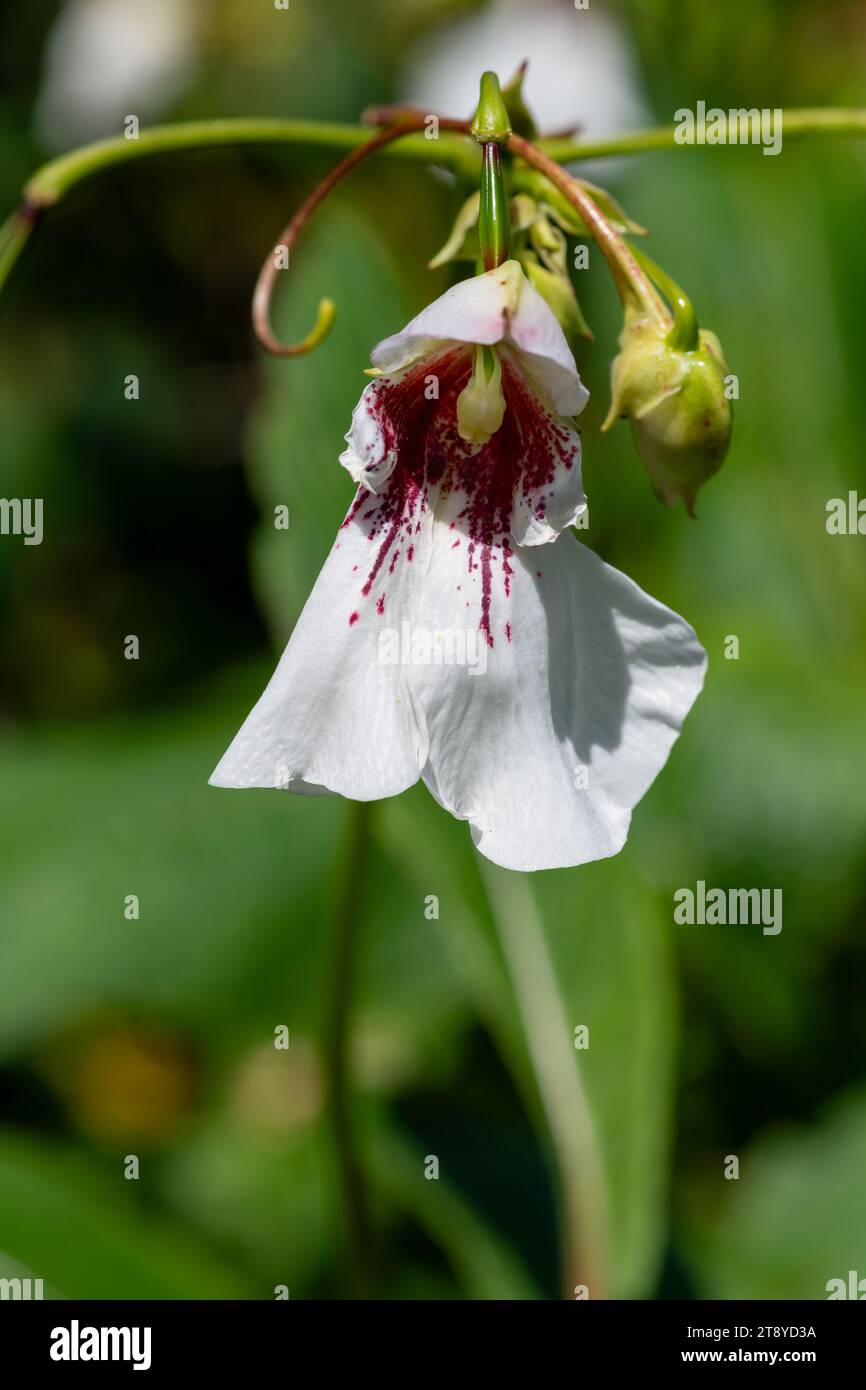 Close up of a dyers busy lizzie (impatiens tinctoria) flower in bloom ...