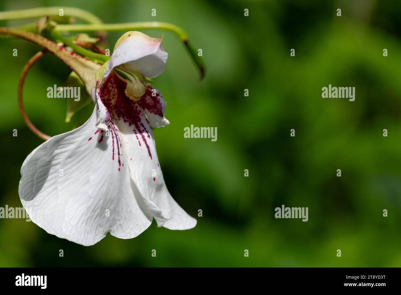 Impatiens tinctoria hi-res stock photography and images - Alamy