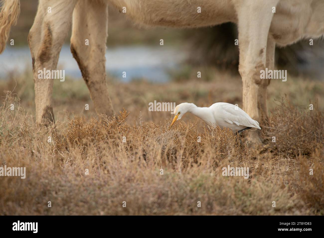 Western cattle heron (Bubulcus ibis) feeding among the cows Stock Photo ...