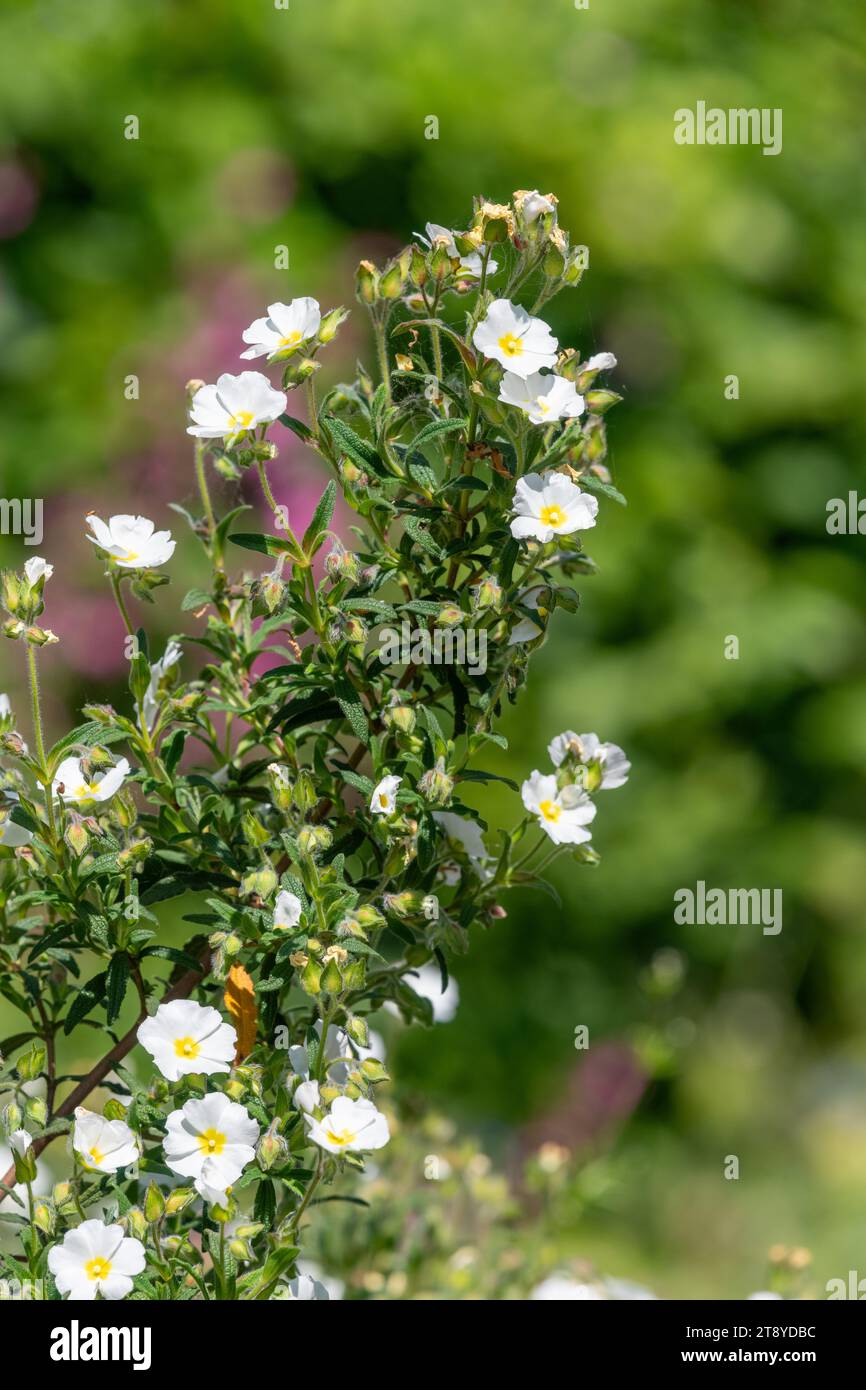 Close up of Gallipoli rose (cistus salviifolius) flowers in bloom Stock ...