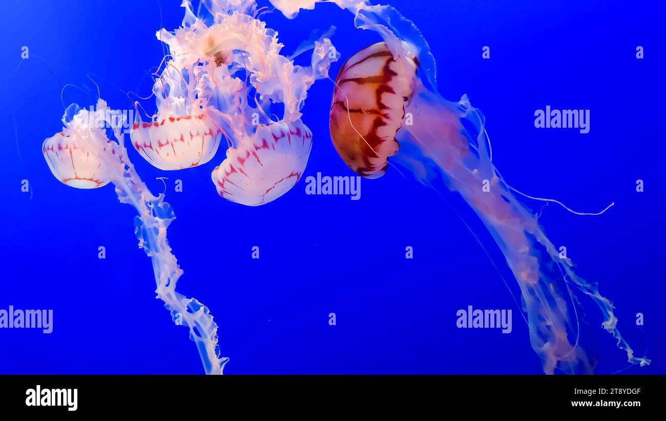 Glowing jellyfish dancing in blue water Stock Photo - Alamy