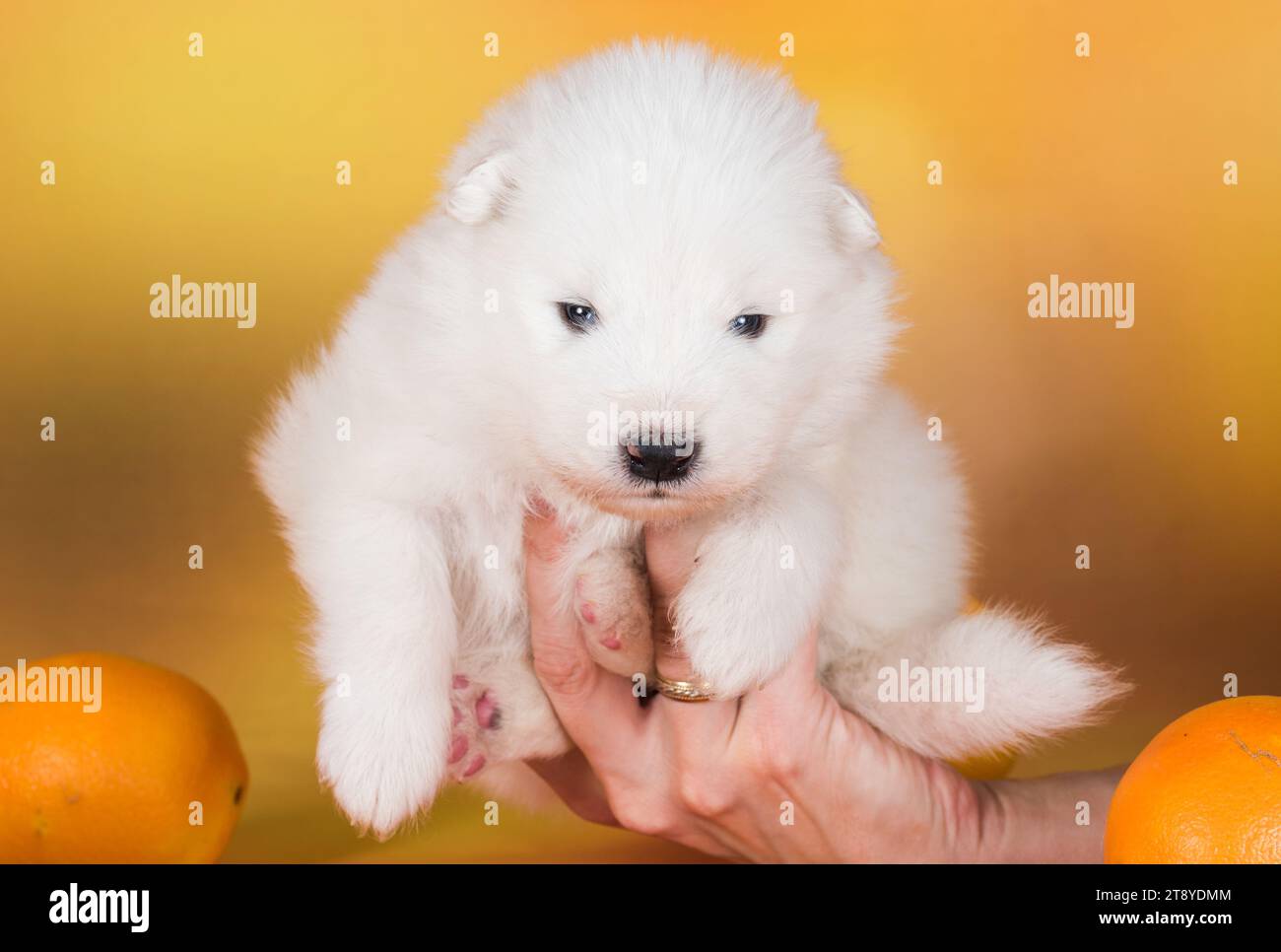 White fluffy Samoyed puppy dog with orange Stock Photo - Alamy