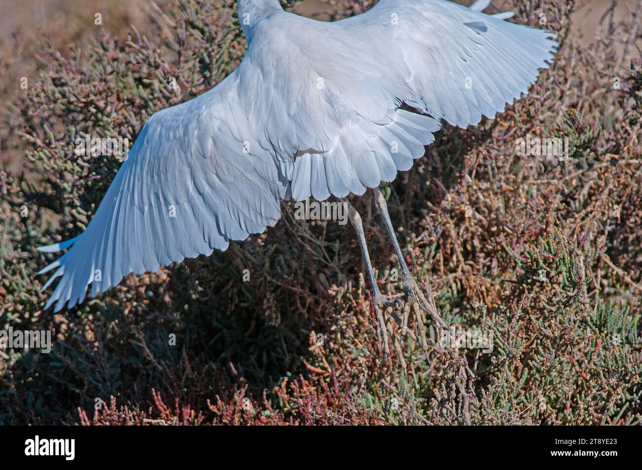 Western cattle heron (Bubulcus ibis) wing and feather details Stock ...