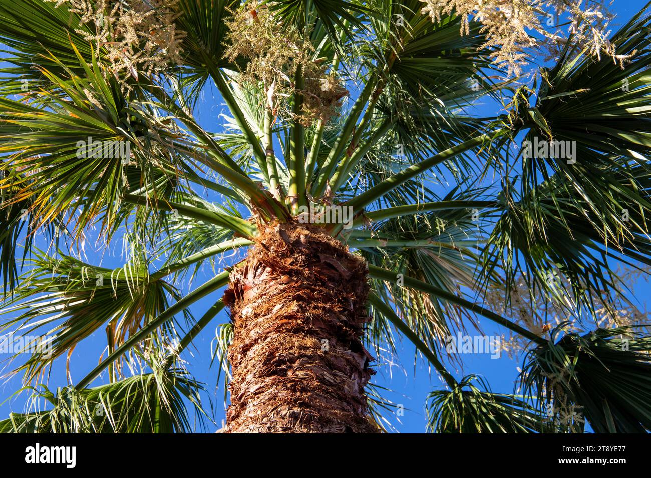 Palm tree fronds growth hi-res stock photography and images - Alamy