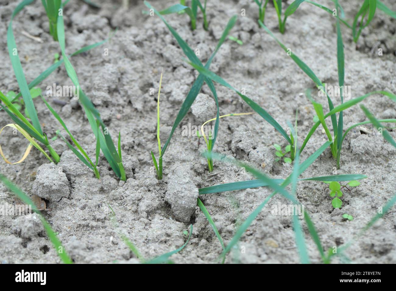 Cereals, wheat damaged by boring into the shoots by larvae of Frit fly ...