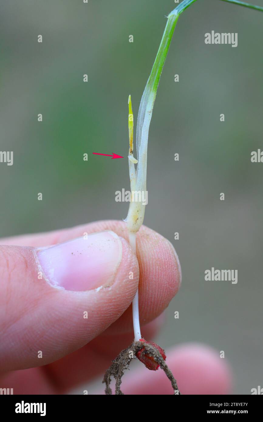 Cereals, wheat damaged by boring into the shoots by larvae of Frit fly ...
