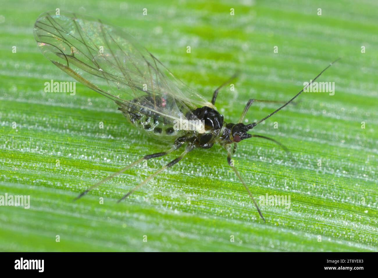 Grain aphid Sitobion avenae winged alate adult insect Stock Photo - Alamy