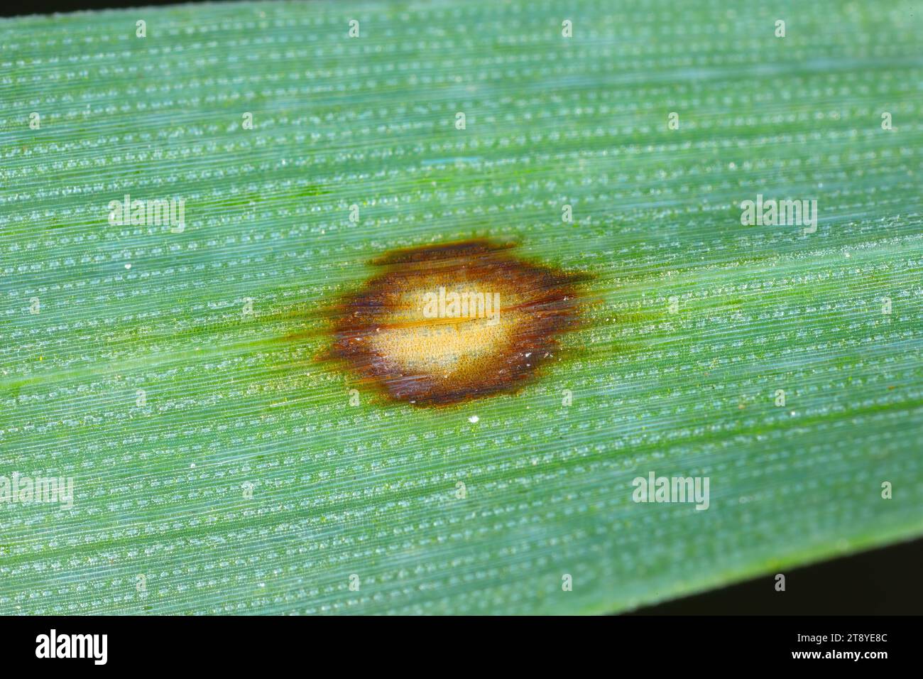 Scald symptoms. Common disease of barley in temperate regions. It is ...