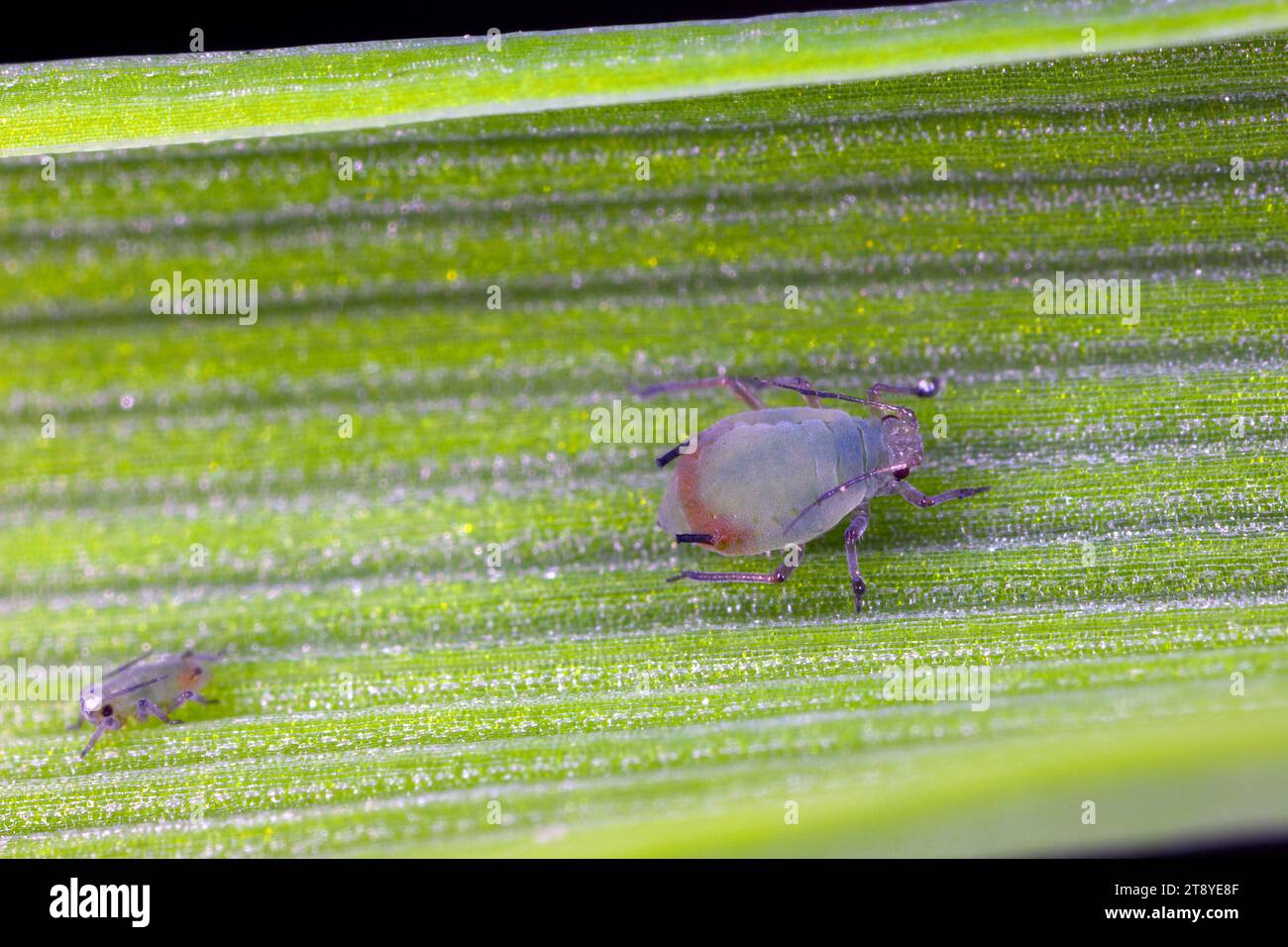 Oat aphids (Rhopalosiphum padi) on a leaf of winter barley in a ...