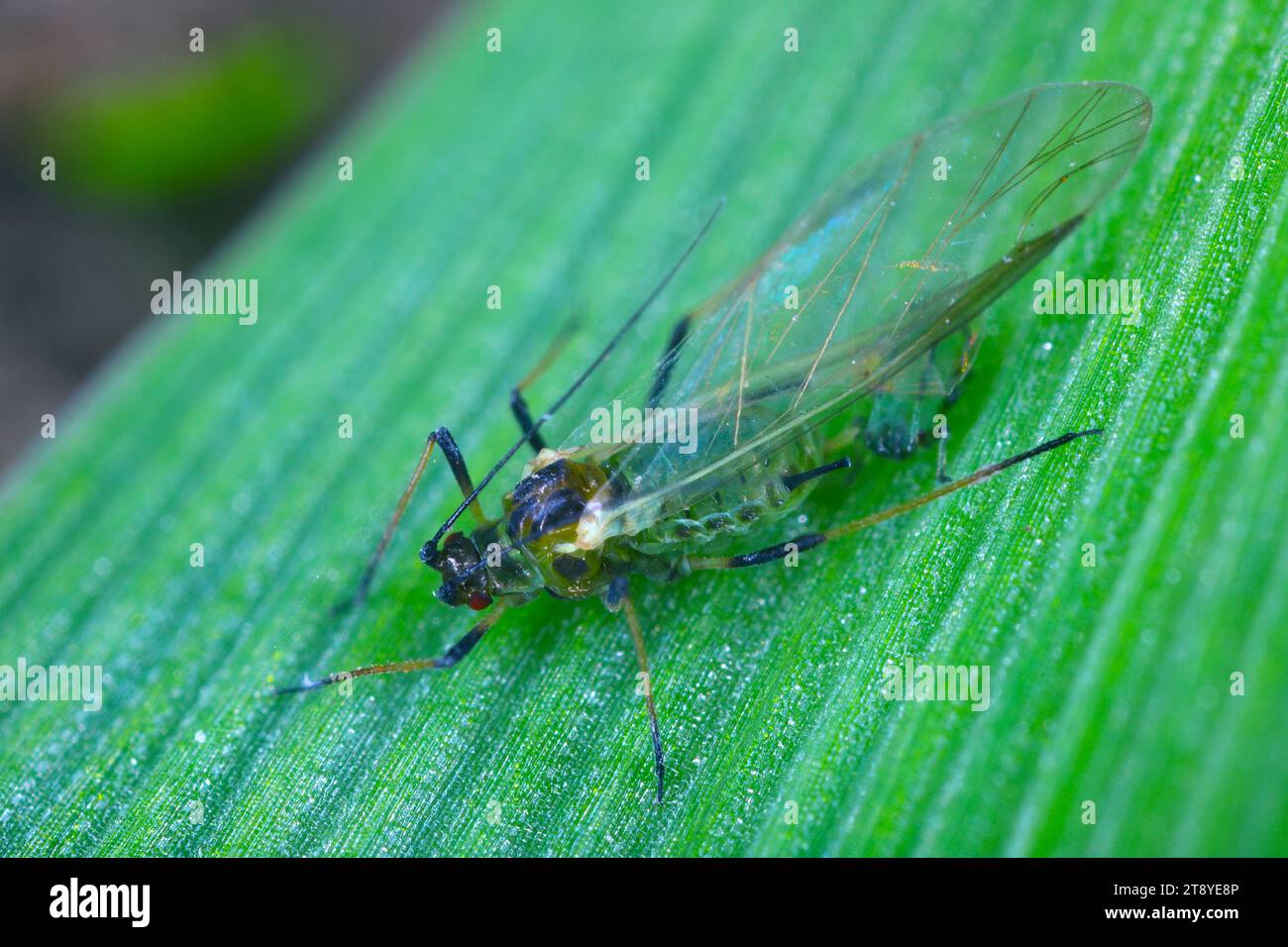 Grain aphid Sitobion avenae winged alate adult insect Stock Photo - Alamy