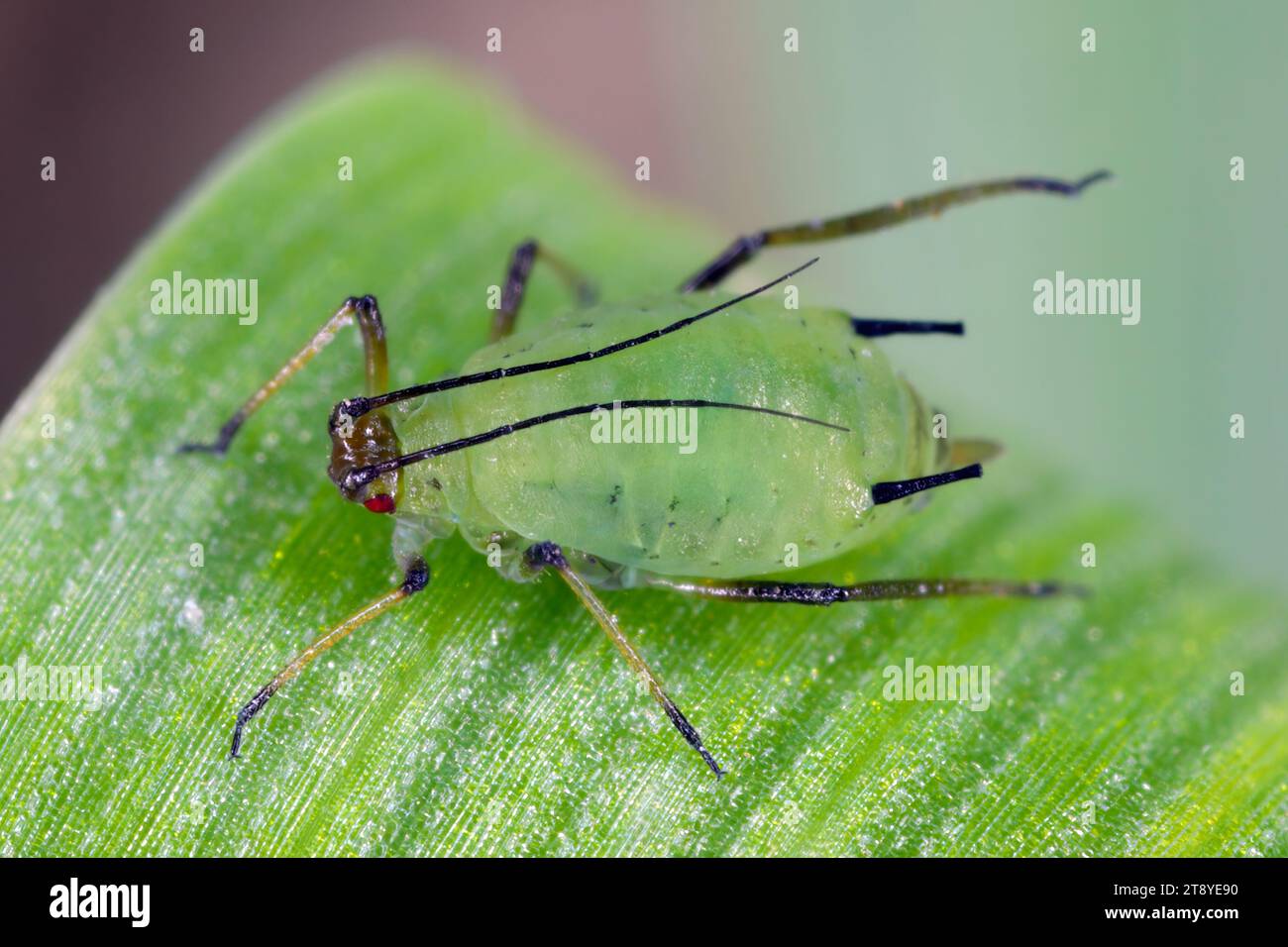 Grain aphid Sitobion avenae wingles larva, nymph insect Stock Photo - Alamy