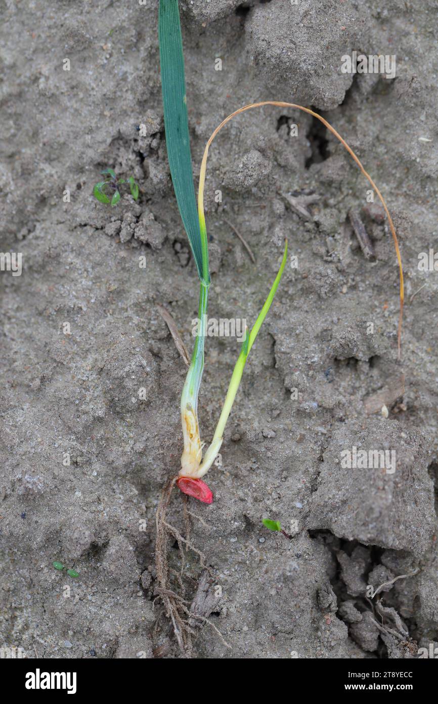 Young winter wheat plants damaged by larva, maggot of wheat bulb fly ...