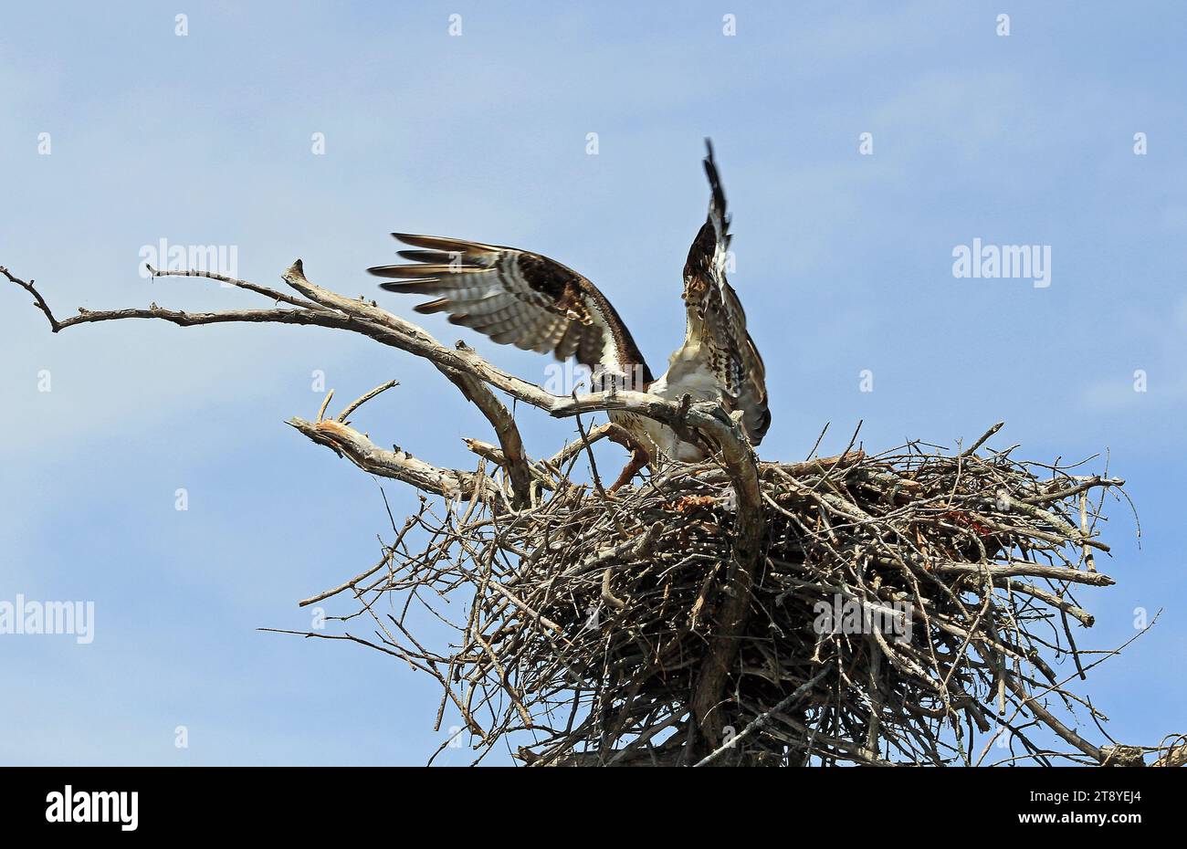 Bird landing in nest hi-res stock photography and images - Alamy