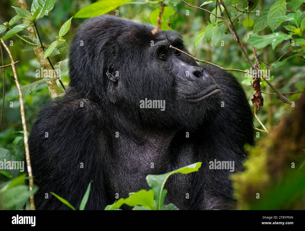 Eastern Gorilla - Gorilla beringei critically endangered largest living ...