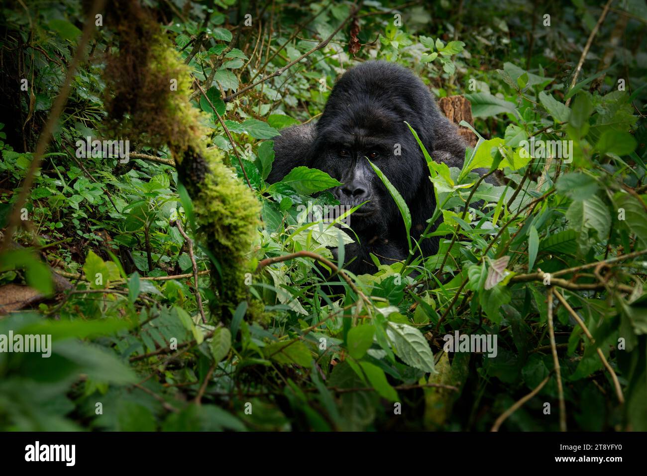 Eastern Gorilla - Gorilla beringei critically endangered largest living ...