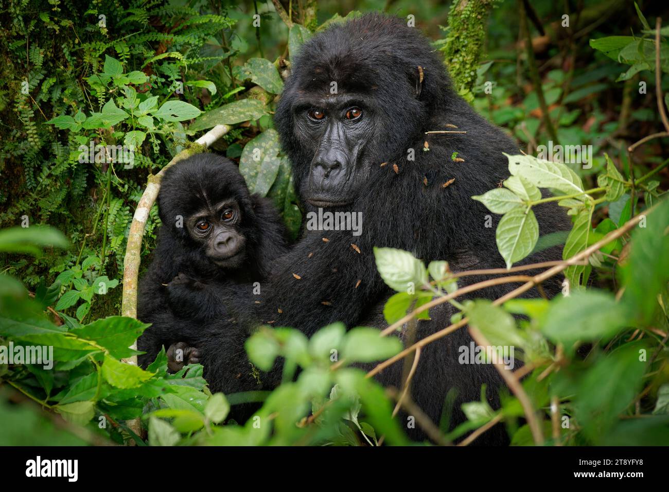 Eastern Gorilla - Gorilla beringei critically endangered largest living ...