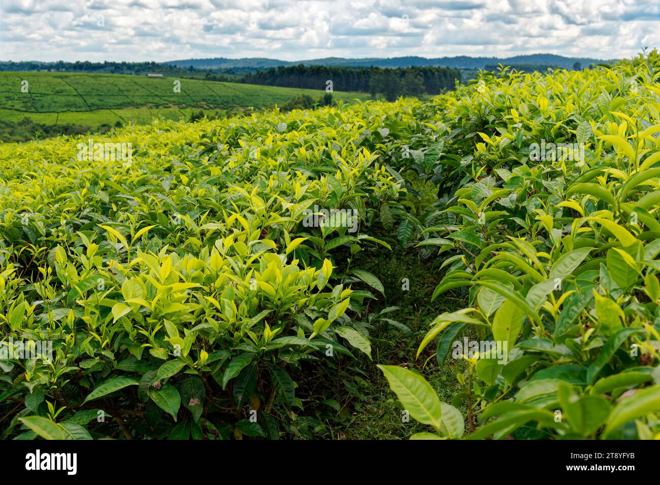Landscape of Tea plantation in Uganda Africa, green fields with tea ...