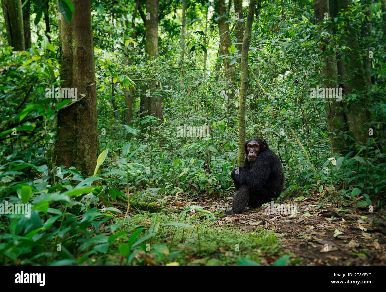 Common or Robust Chimpanzee - Pan troglodytes also chimp, great ape ...