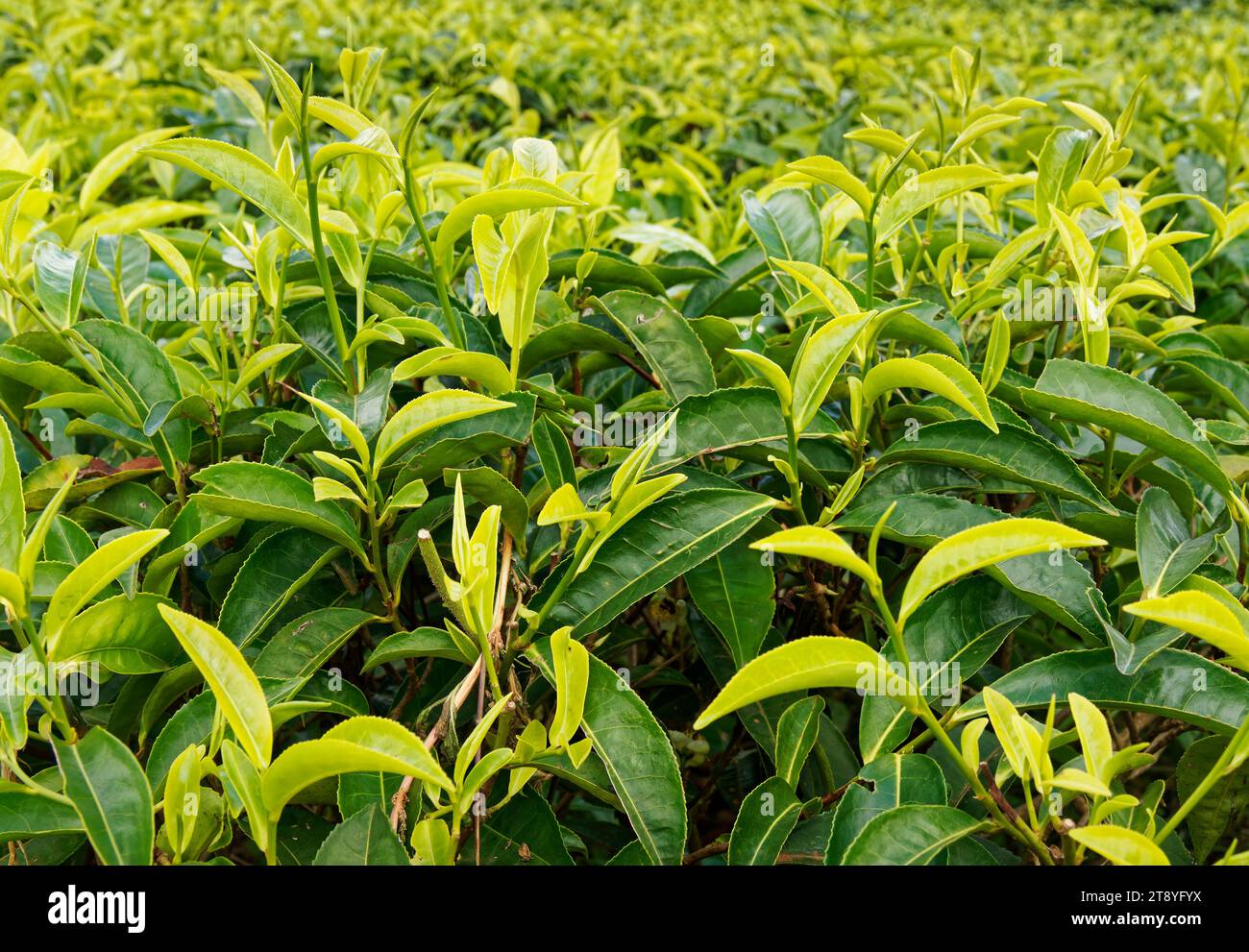 Landscape of Tea plantation in Uganda Africa, green fields with tea ...