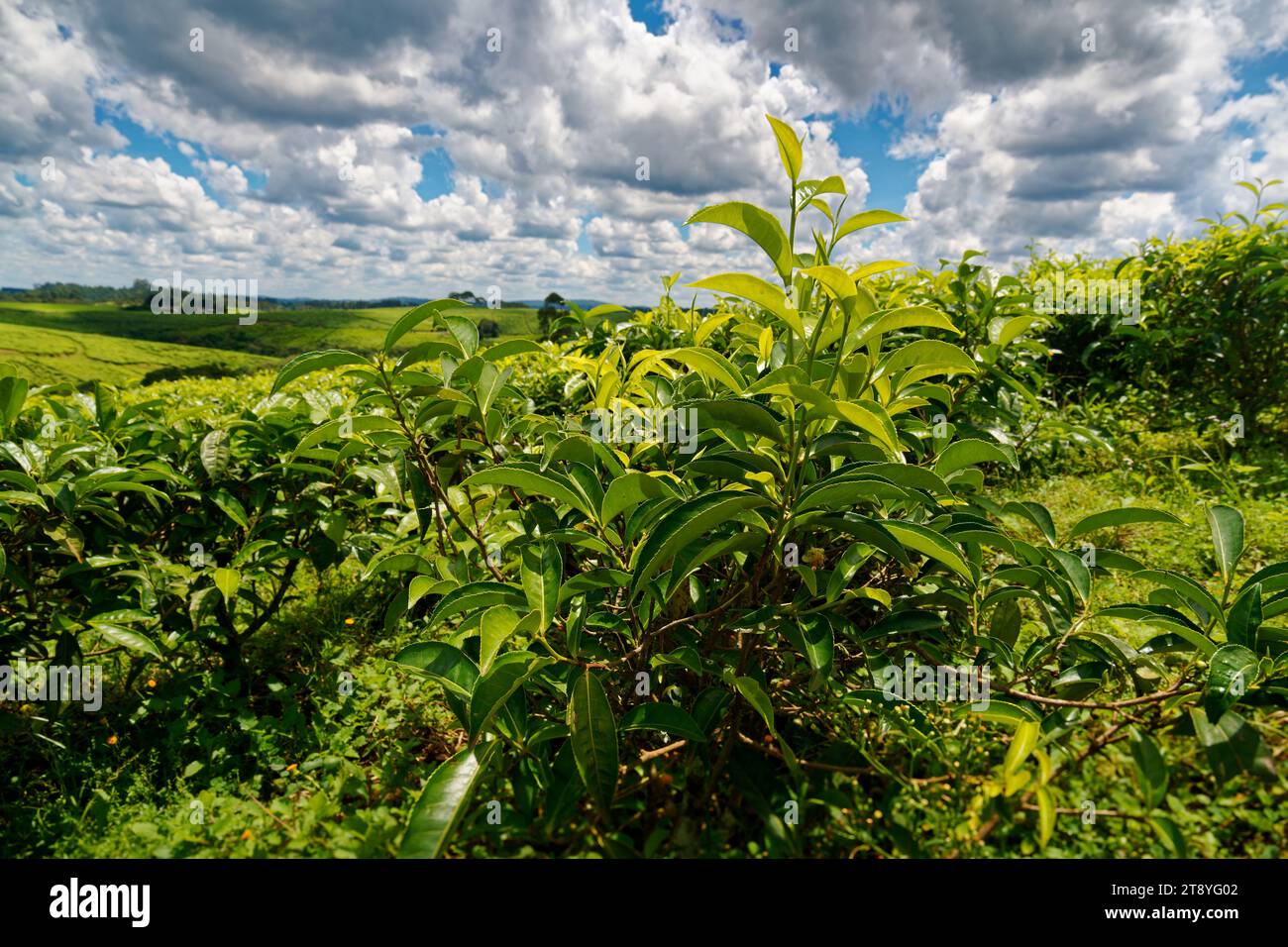 Landscape of Tea plantation in Uganda Africa, green fields with tea ...