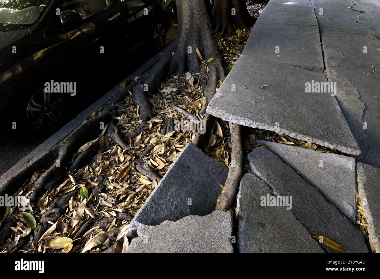Tree roots pushing up pavement slabs Stock Photo - Alamy