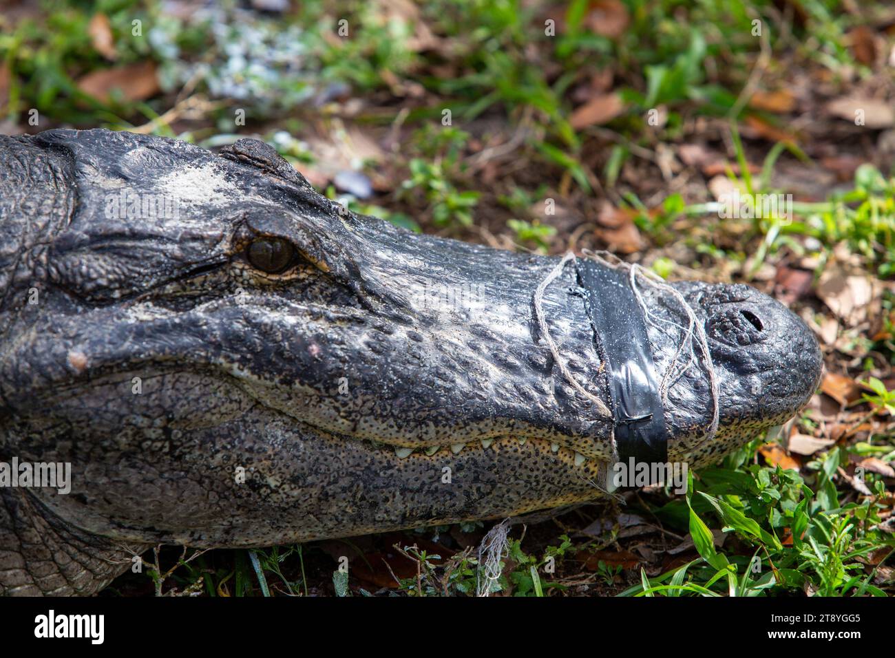 Alligator in Capitvity with tape holding its mouth shut Stock Photo - Alamy