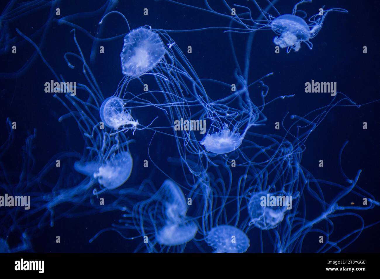 Dancing small Jellyfish swimming underwater Stock Photo - Alamy