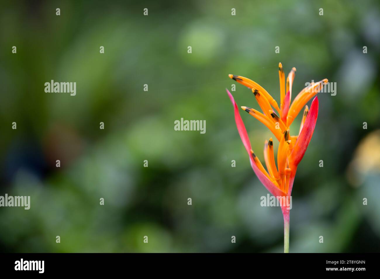 False Bird of Paradise in Asia Stock Photo - Alamy