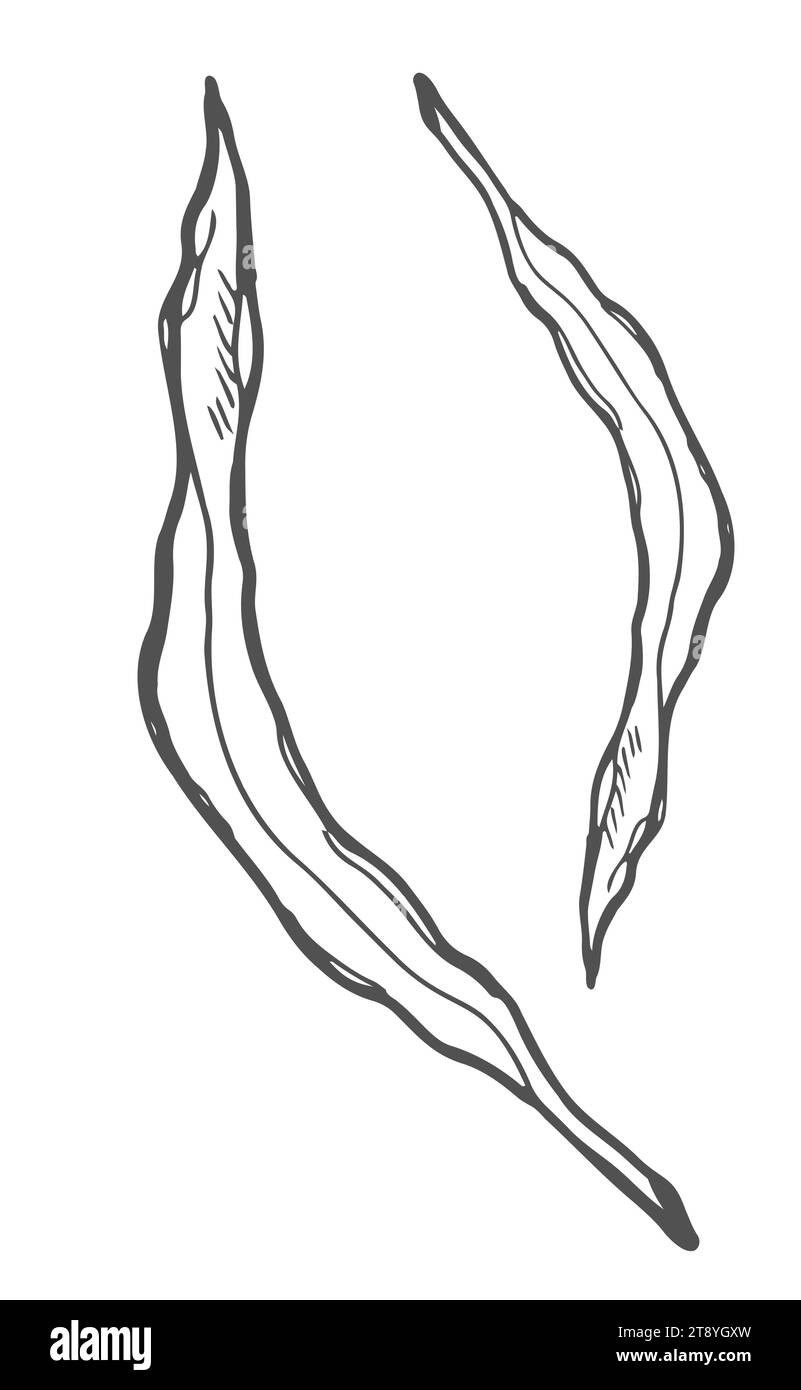 Vector doodle leaves set. Isolated on white Stock Vector Image & Art ...