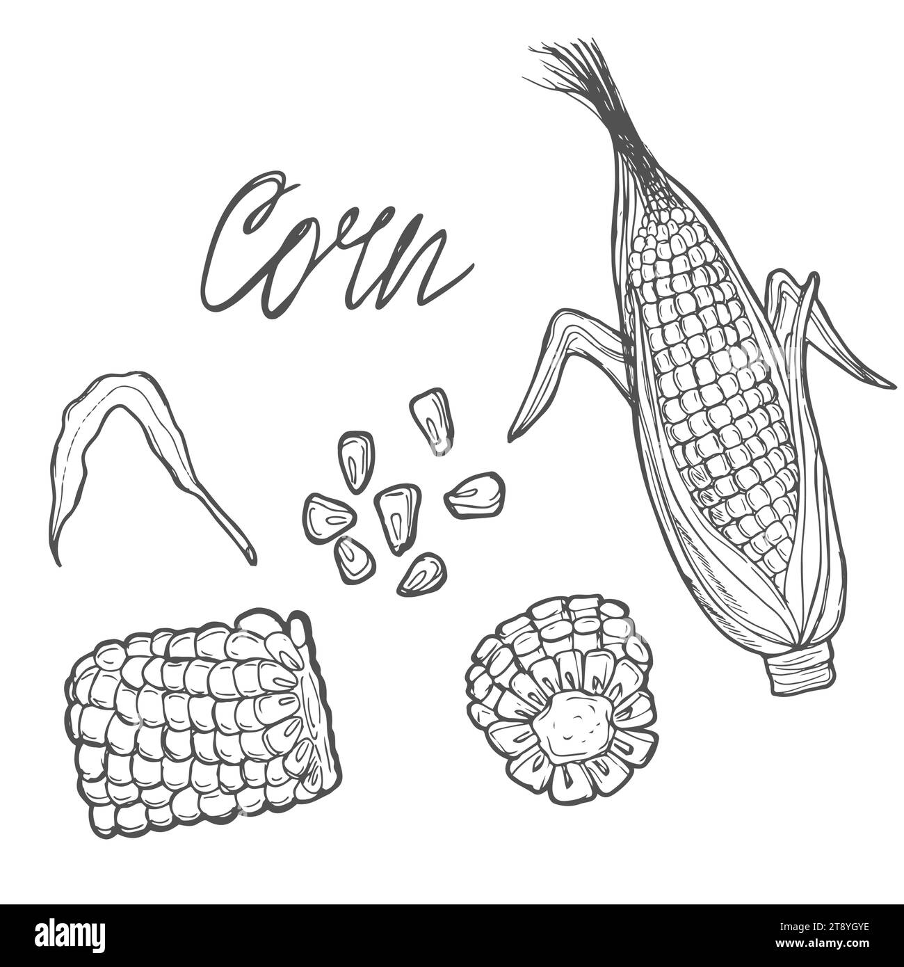 Corn cobs, grain, vector sketch illustration. Cereal agriculture, hand ...