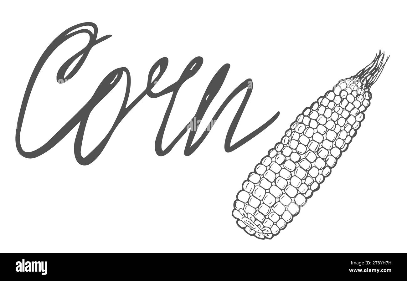 Corn vector illustration, background. One line drawing art illustration ...