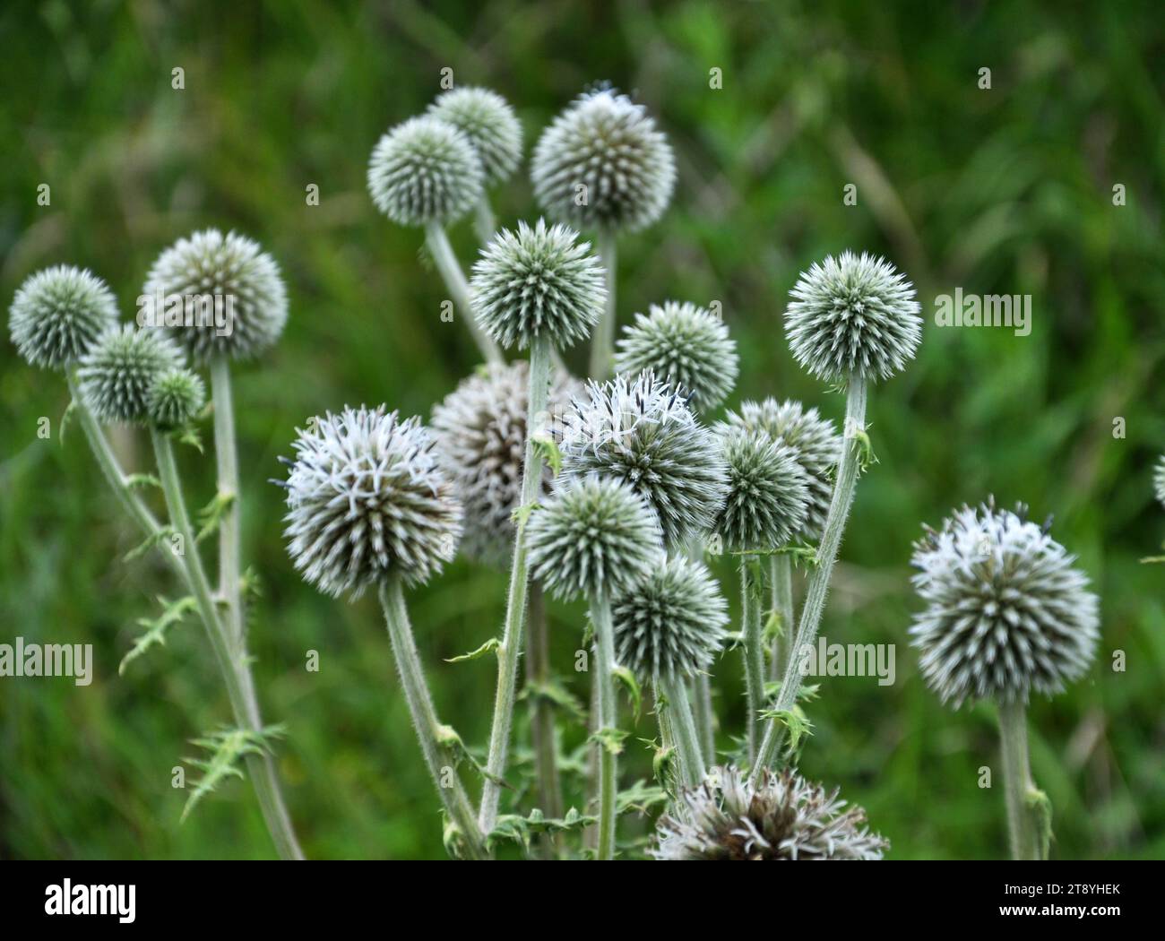 In the wild, the honey plant echinops sphaerocephalus blooms Stock ...