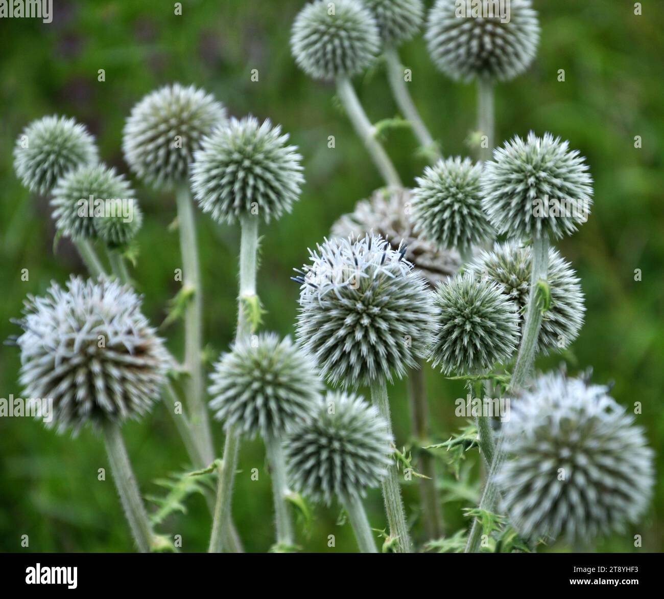 In the wild, the honey plant echinops sphaerocephalus blooms Stock ...