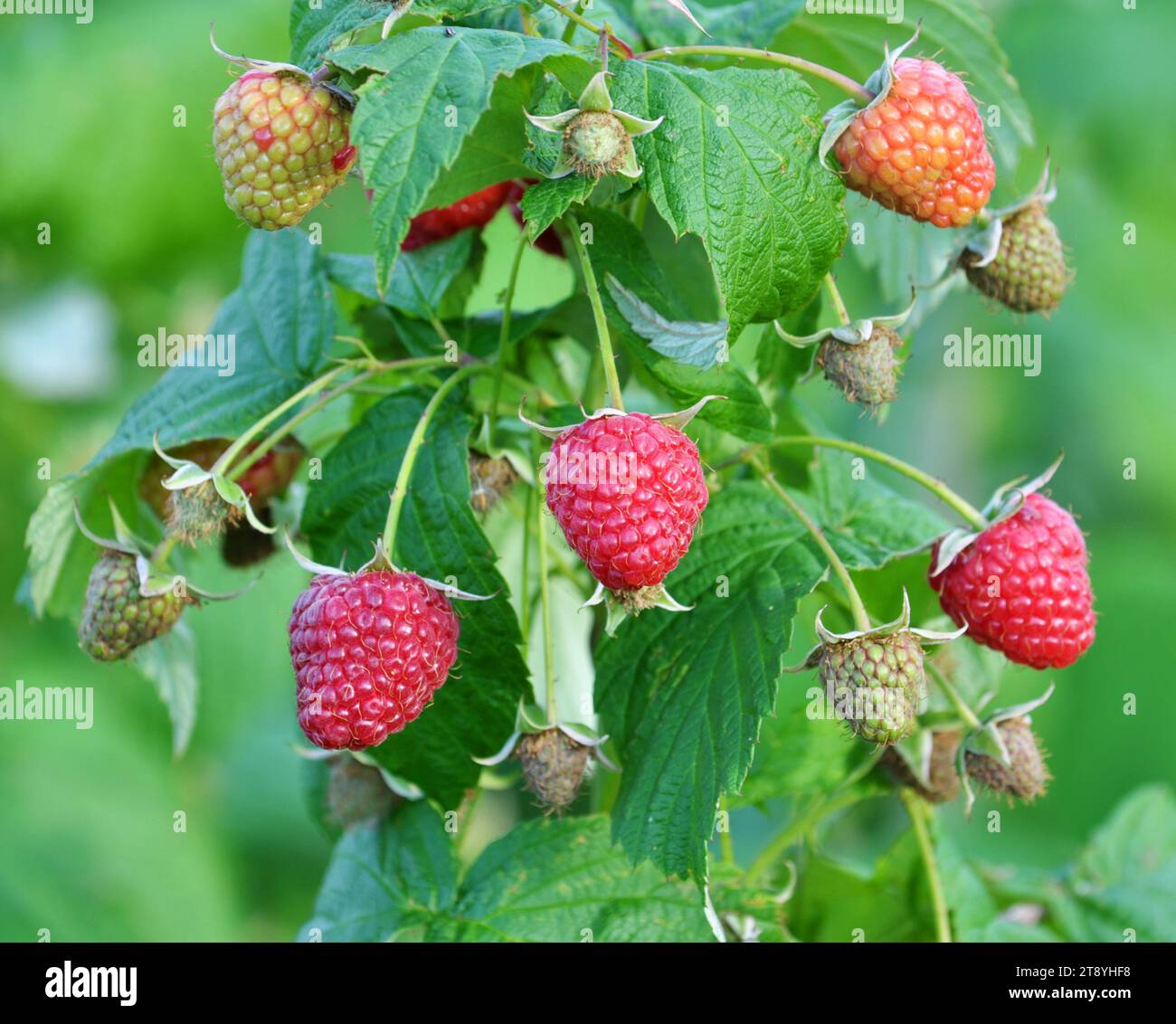 Fruits of raspberry and green leaves on a bush branch Stock Photo - Alamy