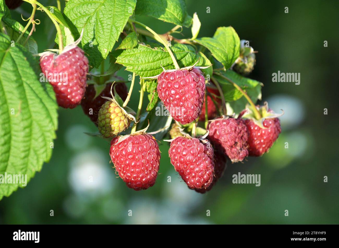 Fruits of raspberry and green leaves on a bush branch Stock Photo - Alamy