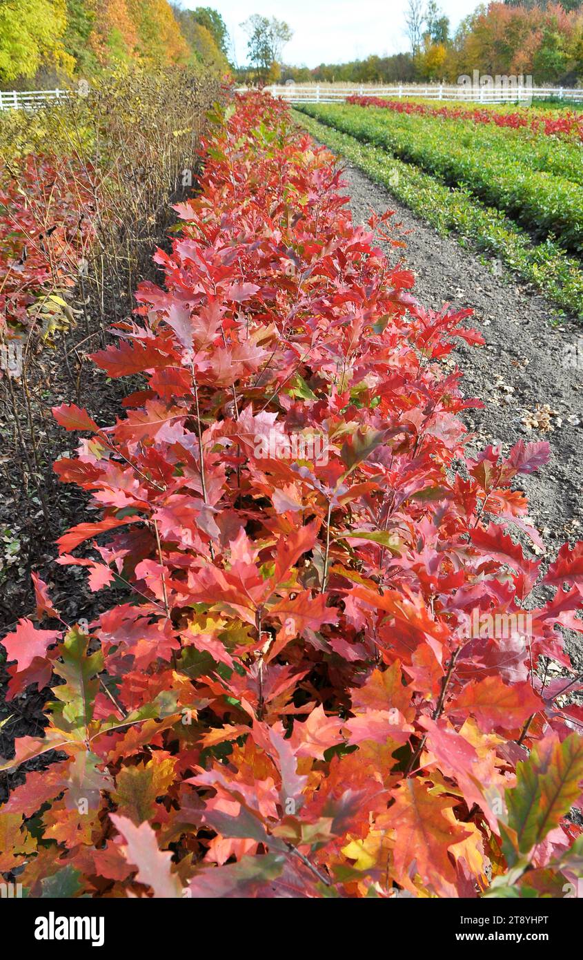 Nursery in which forest trees are grown from seed Stock Photo - Alamy
