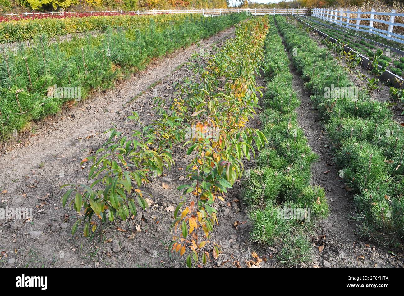 Nursery in which forest trees are grown from seed Stock Photo - Alamy