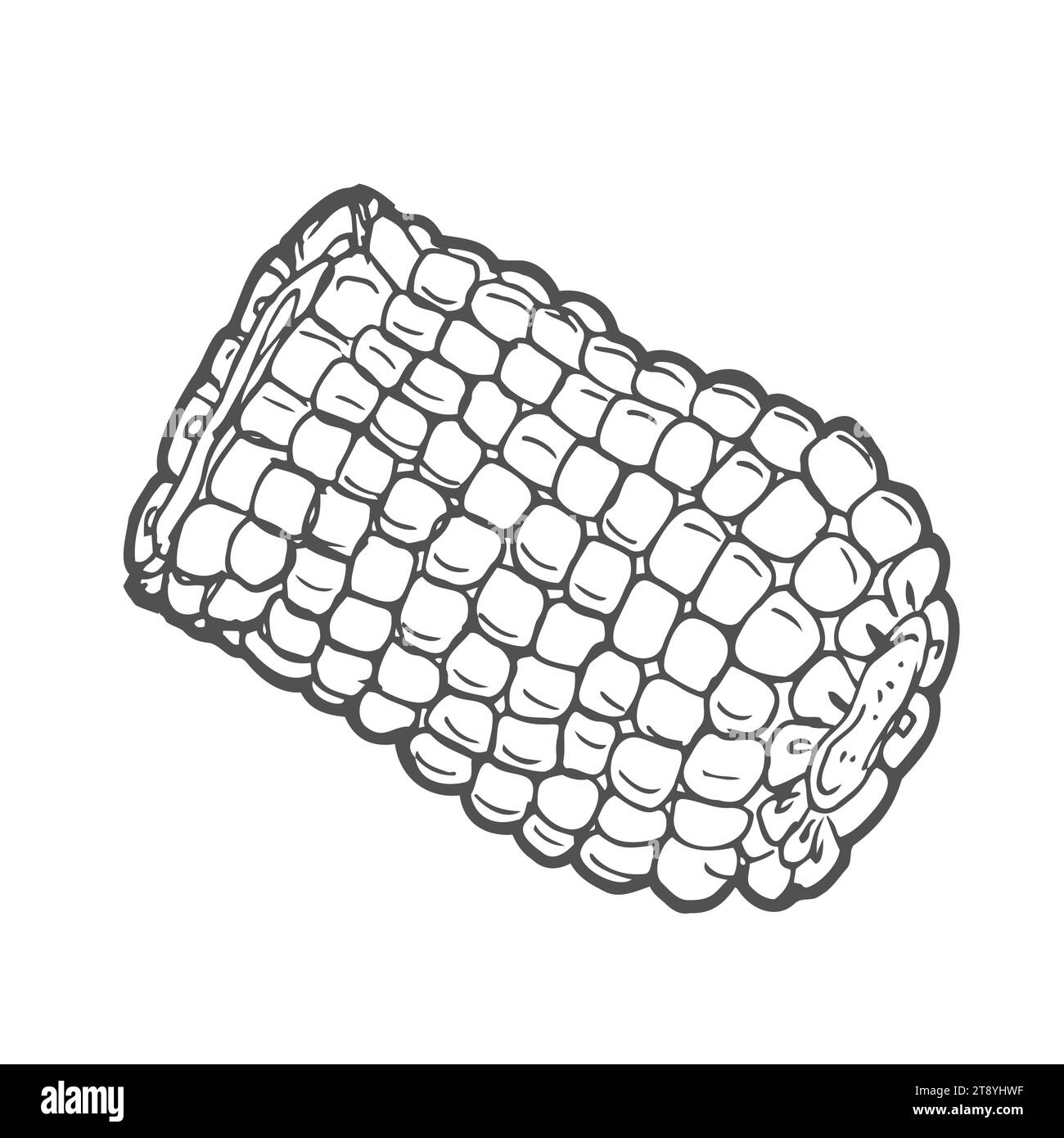 Corn graphic black white isolated sketch illustration Stock Vector ...
