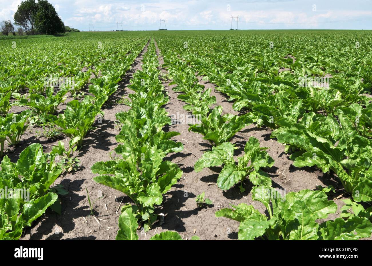 In the spring, sugar beet grows on the farmer's field Stock Photo - Alamy