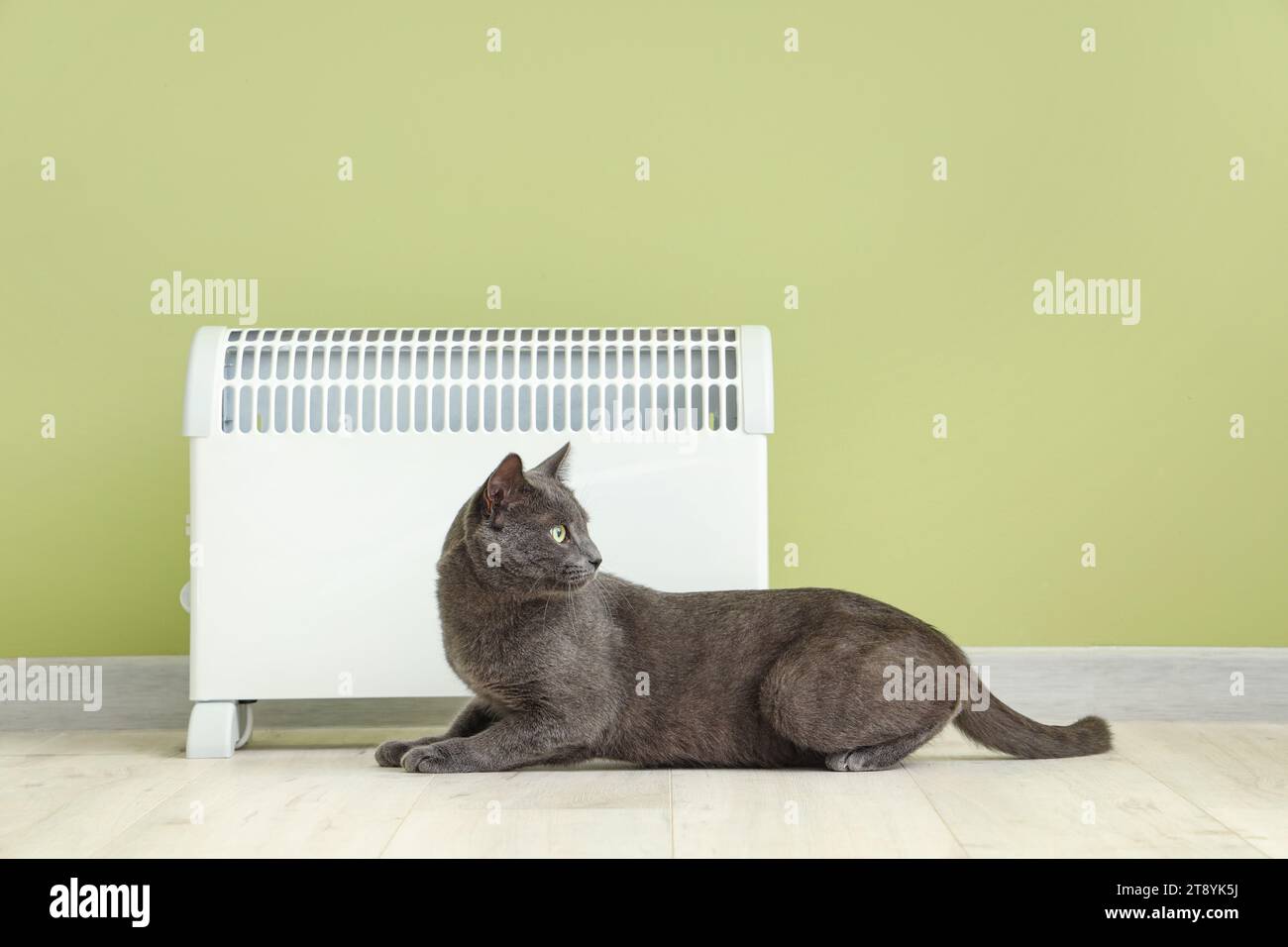 Cute cat with radiator near green wall Stock Photo - Alamy